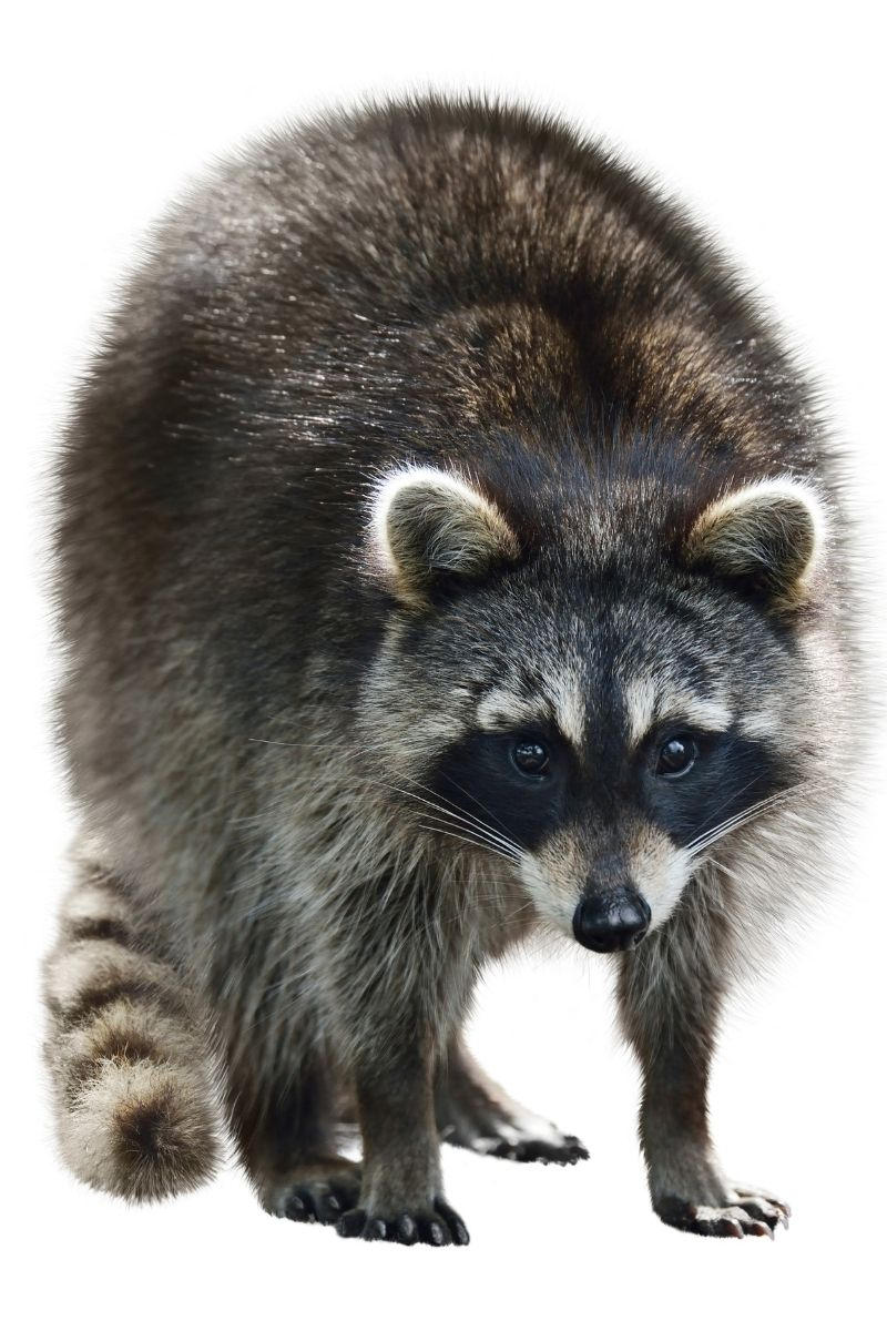 Can cats and raccoons mate? What the science says – petsKB