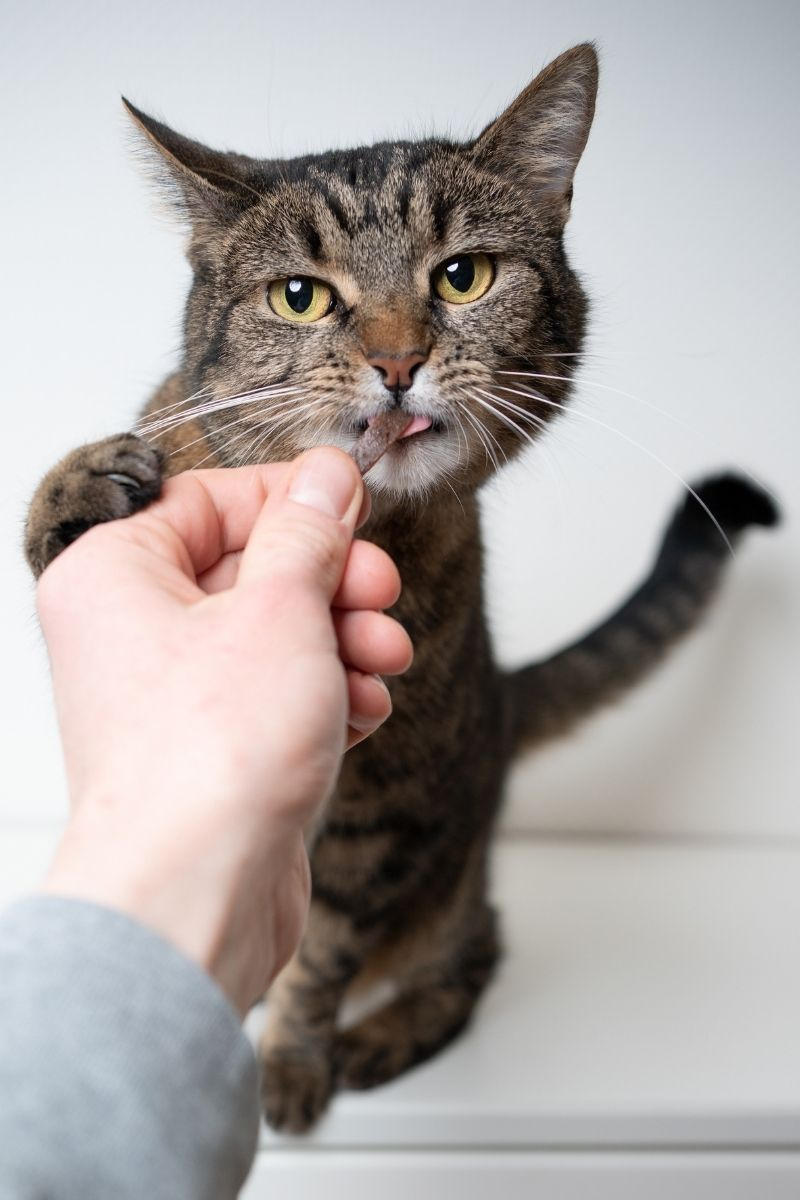 10 Tips to INSTANTLY Calm ANY Cat – petsKB