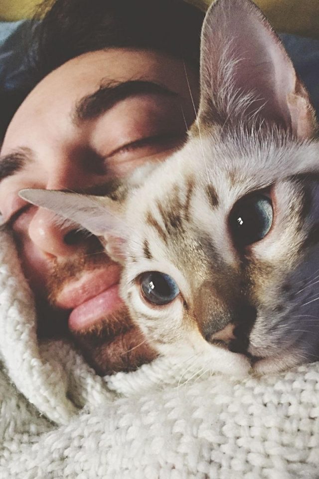Why do cats put their paws on your face? – petsKB