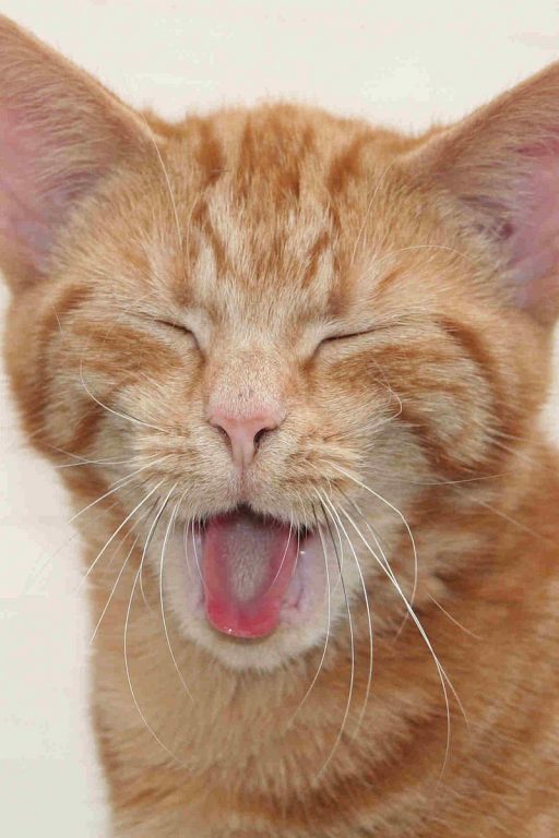 Investigating Cat Crying: Do Cats Cry Real Tears? – petsKB