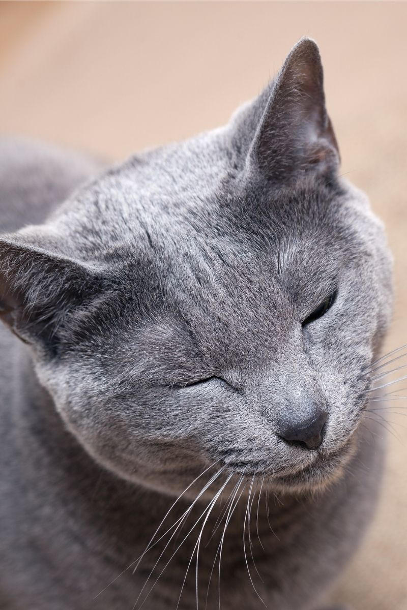 10 Tips to INSTANTLY Calm ANY Cat – petsKB