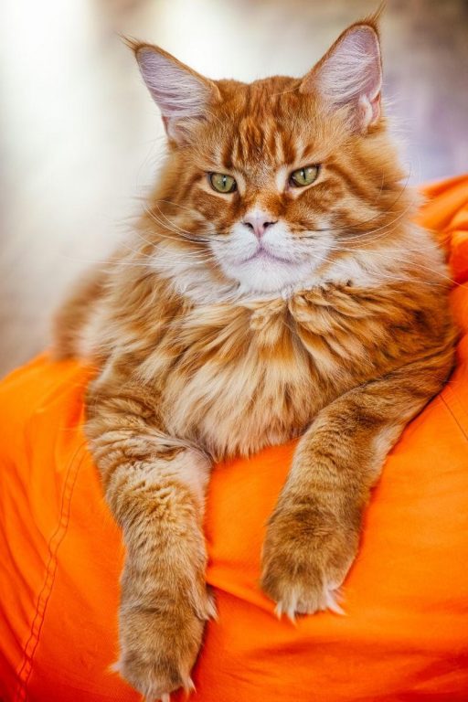 Accurate Maine Coon Sizes and Size Comparison Charts – petsKB