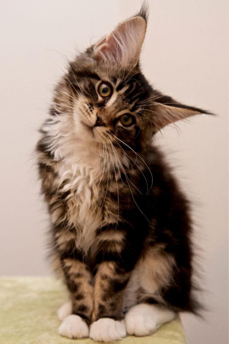 Can cats and raccoons mate? What the science says – petsKB