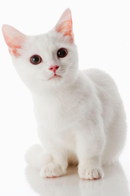 Can Maine Coons Be Small? – petsKB
