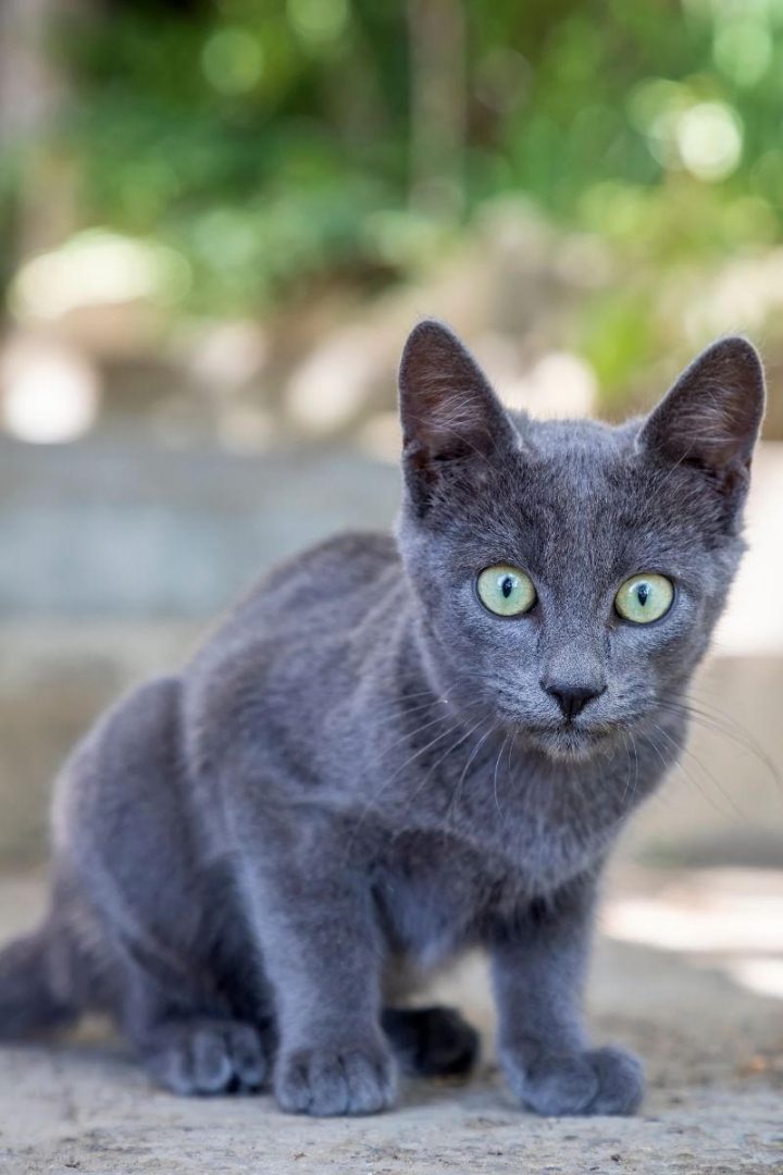 10 Tips to INSTANTLY Calm ANY Cat – petsKB