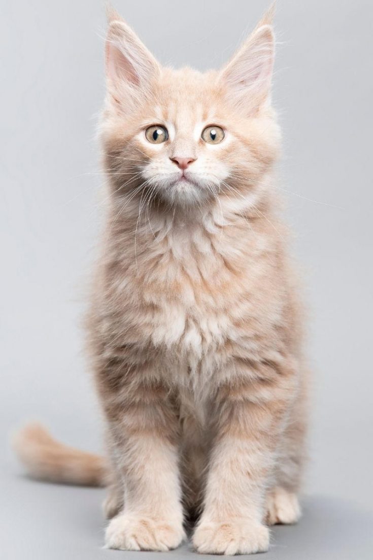 Can Maine Coons Be Small? – petsKB