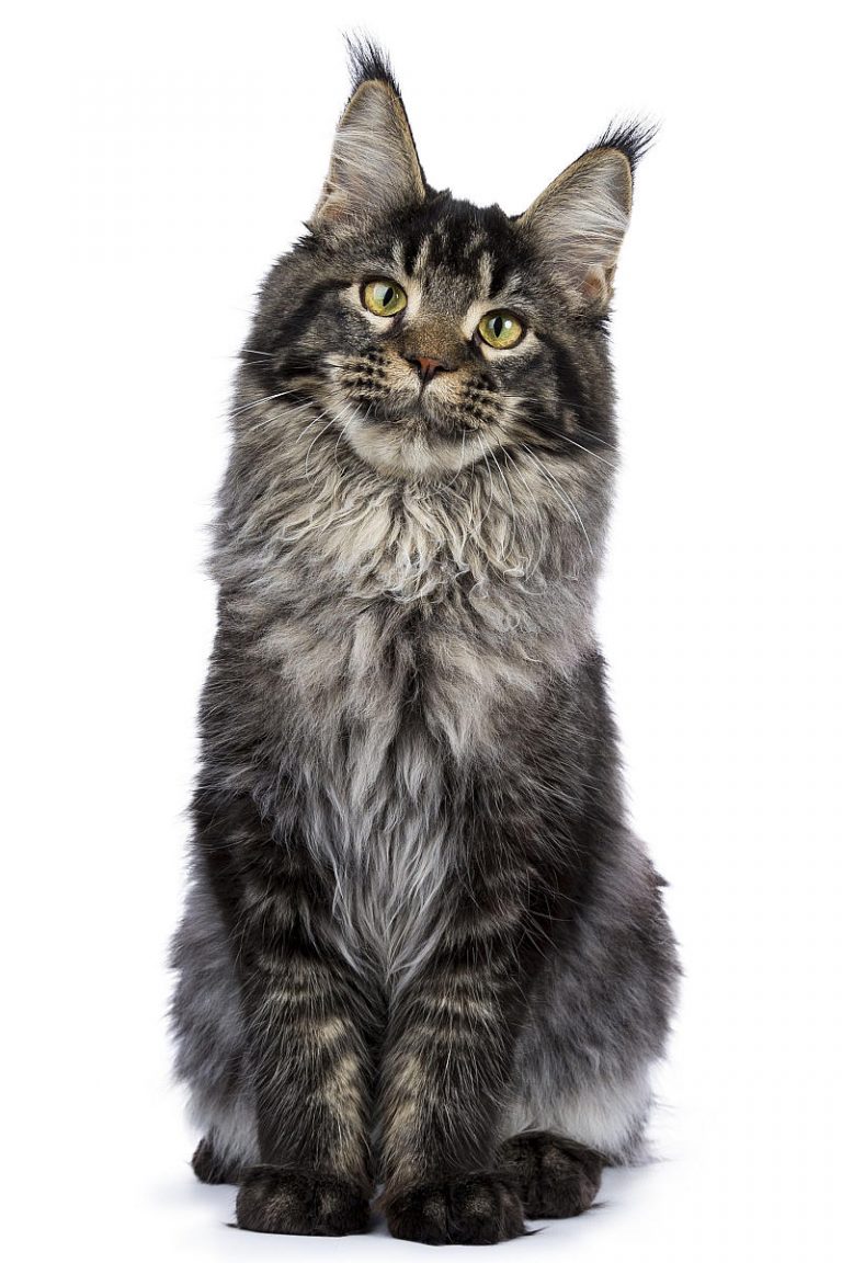 Why do some Maine Coons have an M on their forehead? – petsKB