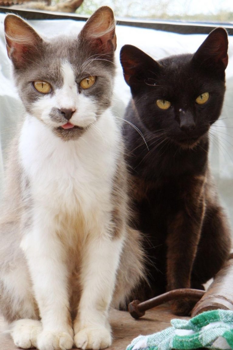 Investigating Cat Crying: Do Cats Cry Real Tears? – petsKB
