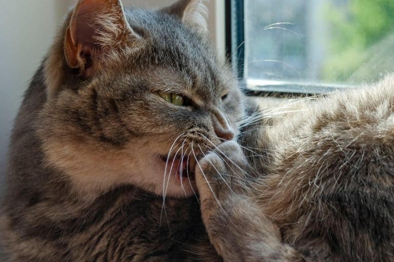 Nail biting in cats: Why do cats pull at their claws? – petsKB