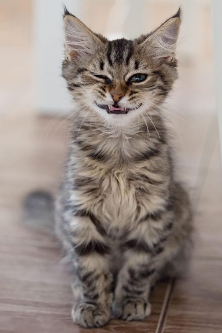 10 Tips to INSTANTLY Calm ANY Cat – petsKB