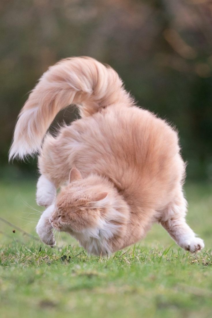 Why Do Cats Chase Their Tails? – petsKB