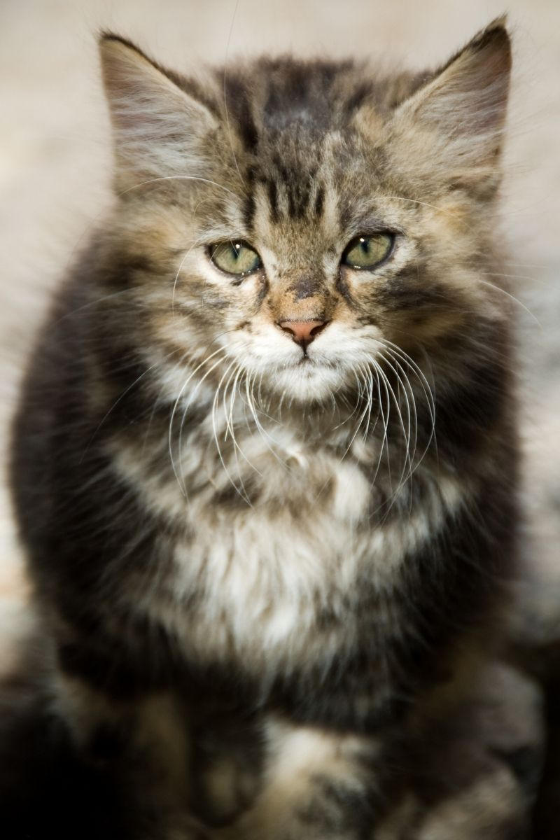 Investigating Cat Crying: Do Cats Cry Real Tears? – petsKB