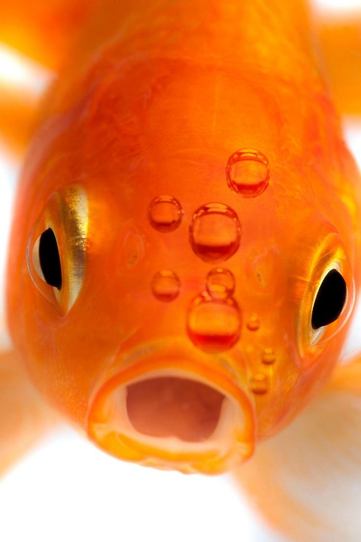 Why is my goldfish turning white? – petsKB