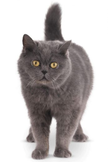 Cat Fur Patterns, Colors and Markings – petsKB