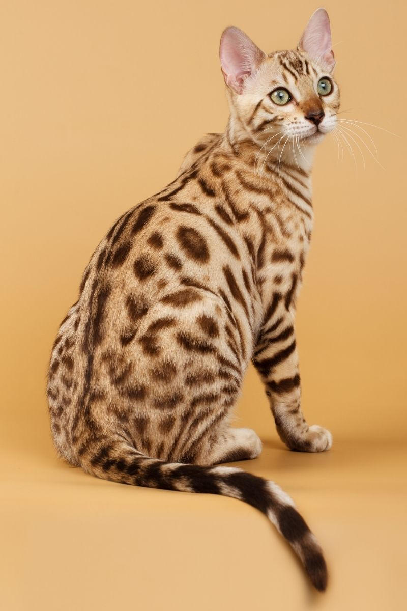 Cat Fur Patterns Colors And Markings PetsKB Cat Fur Patterns Colors And Markings PetsKB