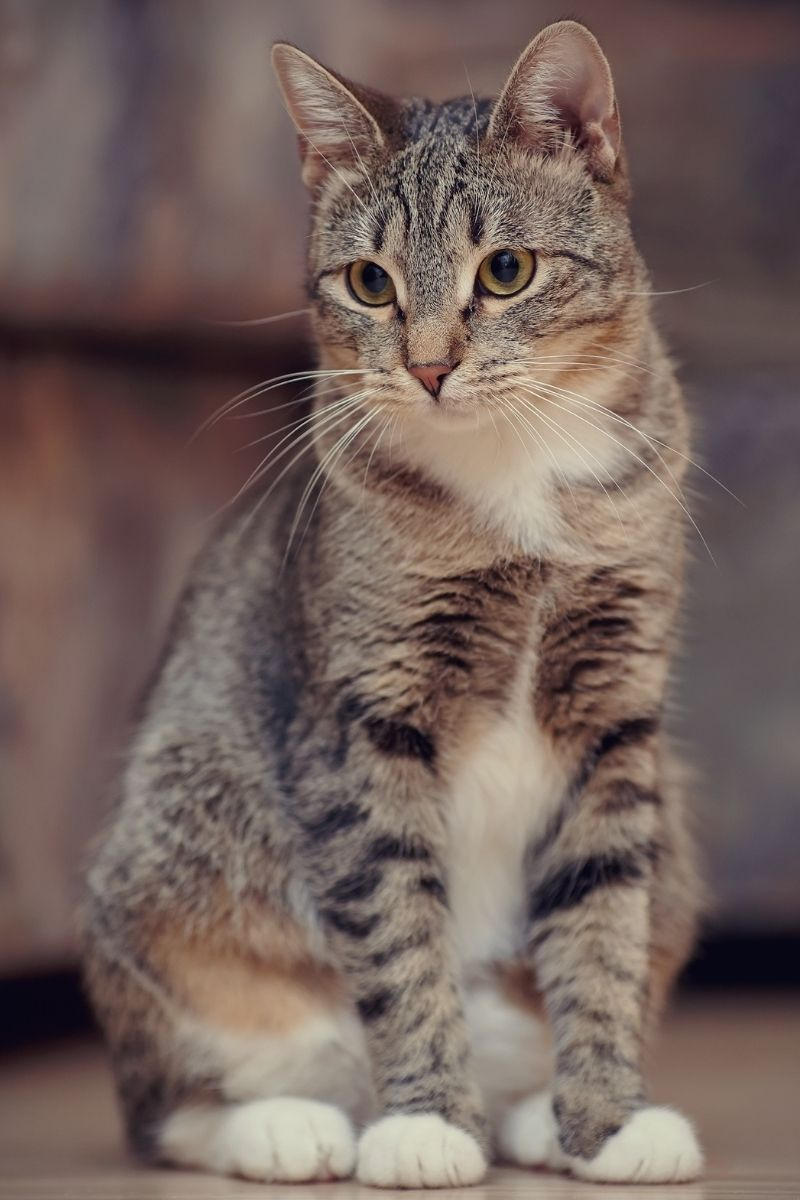 Cat Fur Patterns Colors And Markings PetsKB Cat Fur Patterns Colors And Markings PetsKB