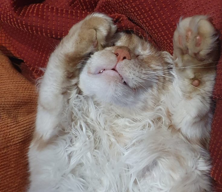 Why is my cat sad? – petsKB