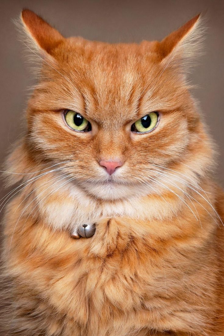 Why Do Cats Jump Sideways? – petsKB