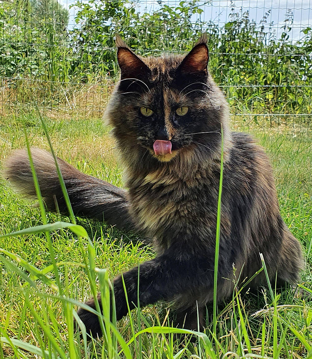 Dilute Tortie: the cat with tortitude! – petsKB