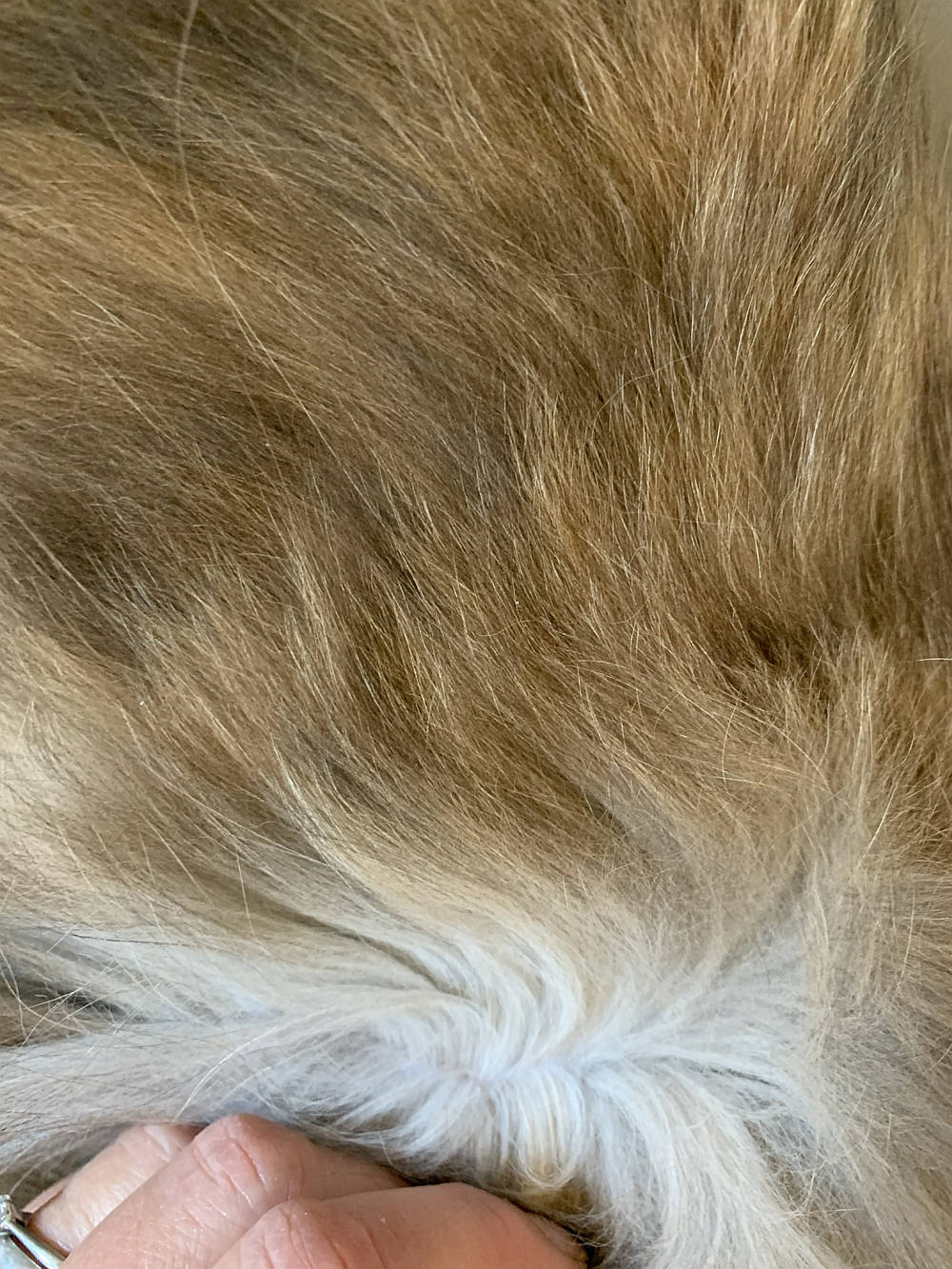 Dilute Tortie: the cat with tortitude! – petsKB
