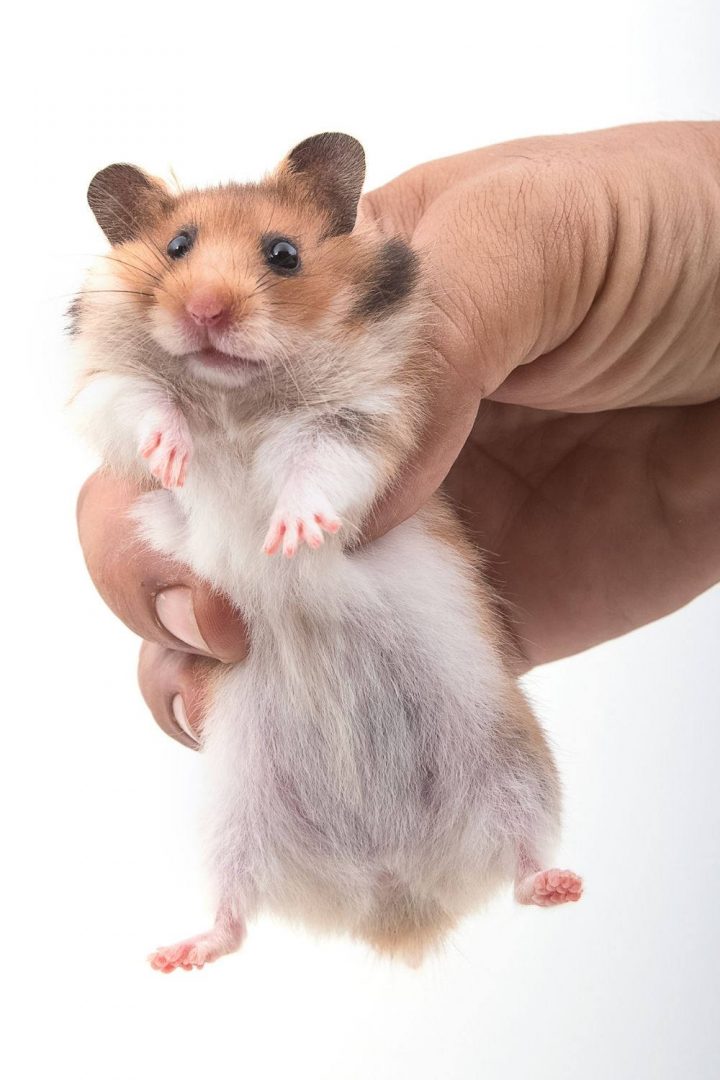 Do Hamsters Like To Be Held? The best way to pick up a hamster – petsKB