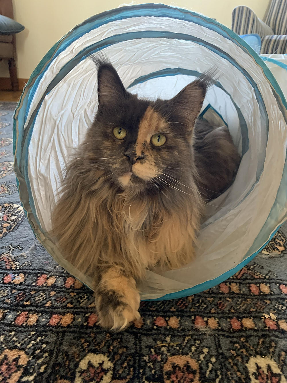 Dilute Tortie: the cat with tortitude! – petsKB