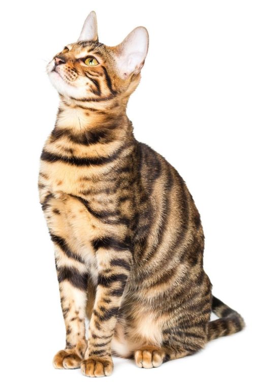 What is a Tiger Cat? Is it a breed or just a coat pattern? – petsKB