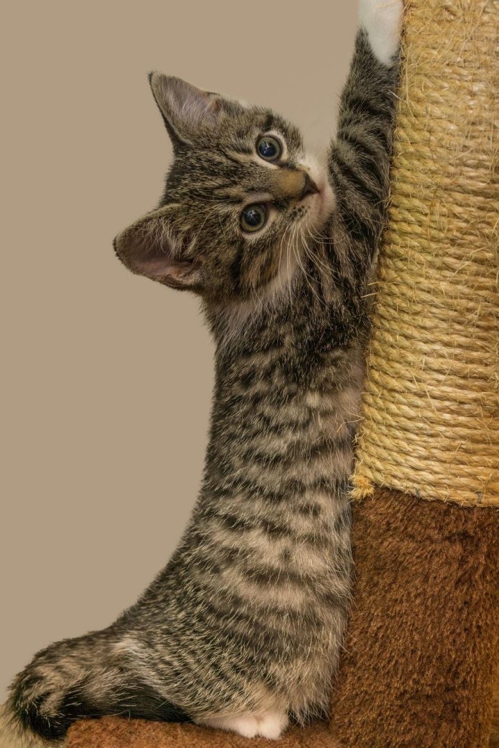Tiger Cat Breeds: wild looking cats to keep at home – petsKB