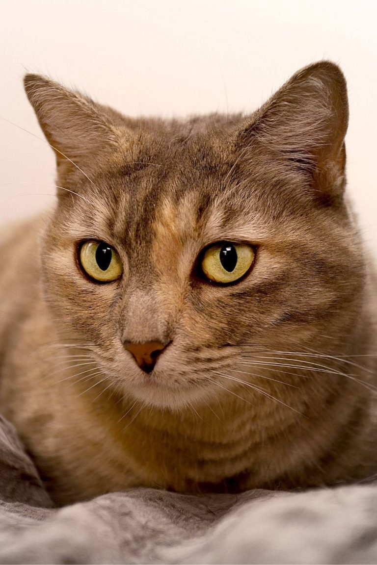 Dilute Tortie: the cat with tortitude! – petsKB