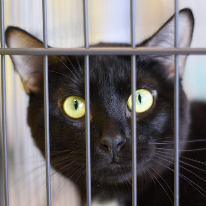 How long can a cat stay in a crate or a carrier? – petsKB
