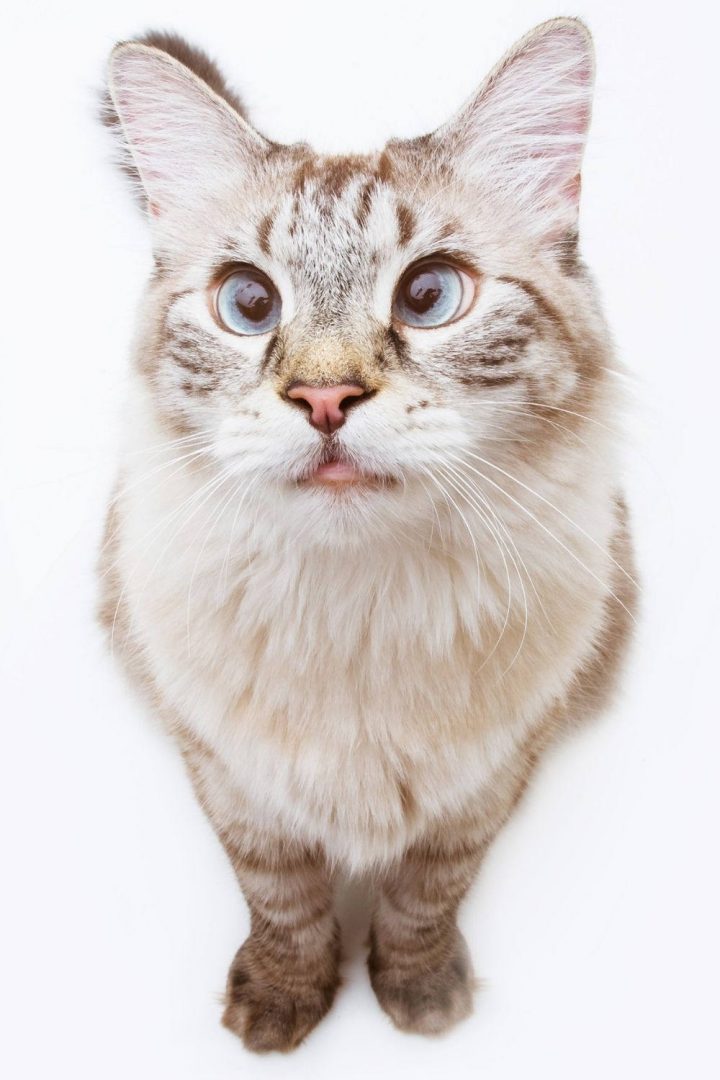 Lynx Point Siamese Cat Guide – petsKB