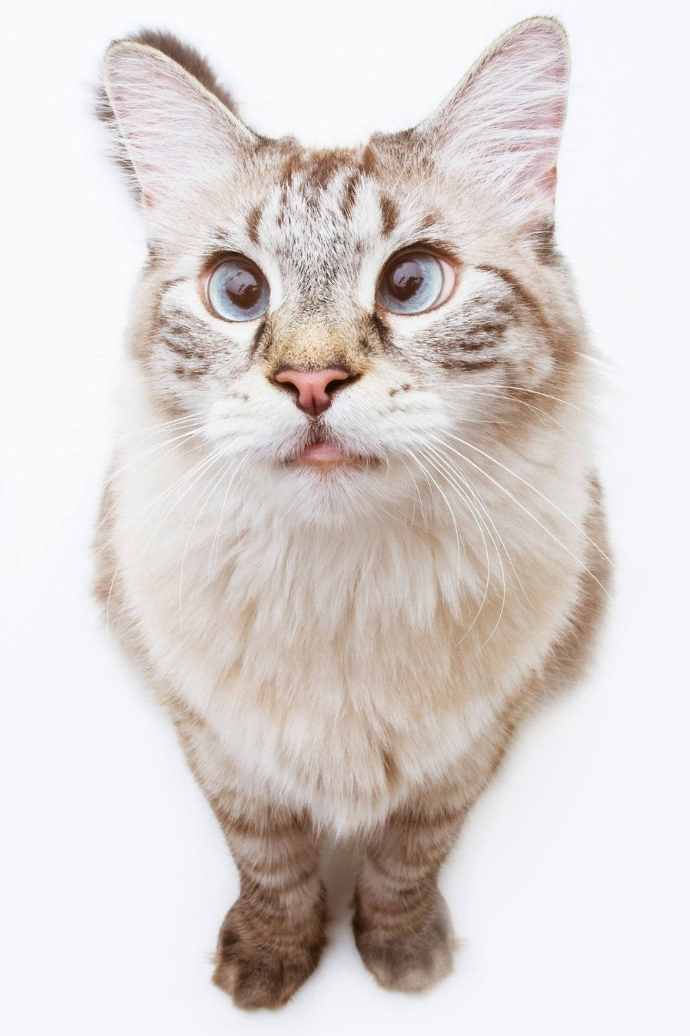 Lynx Point Siamese Cat Guide – petsKB