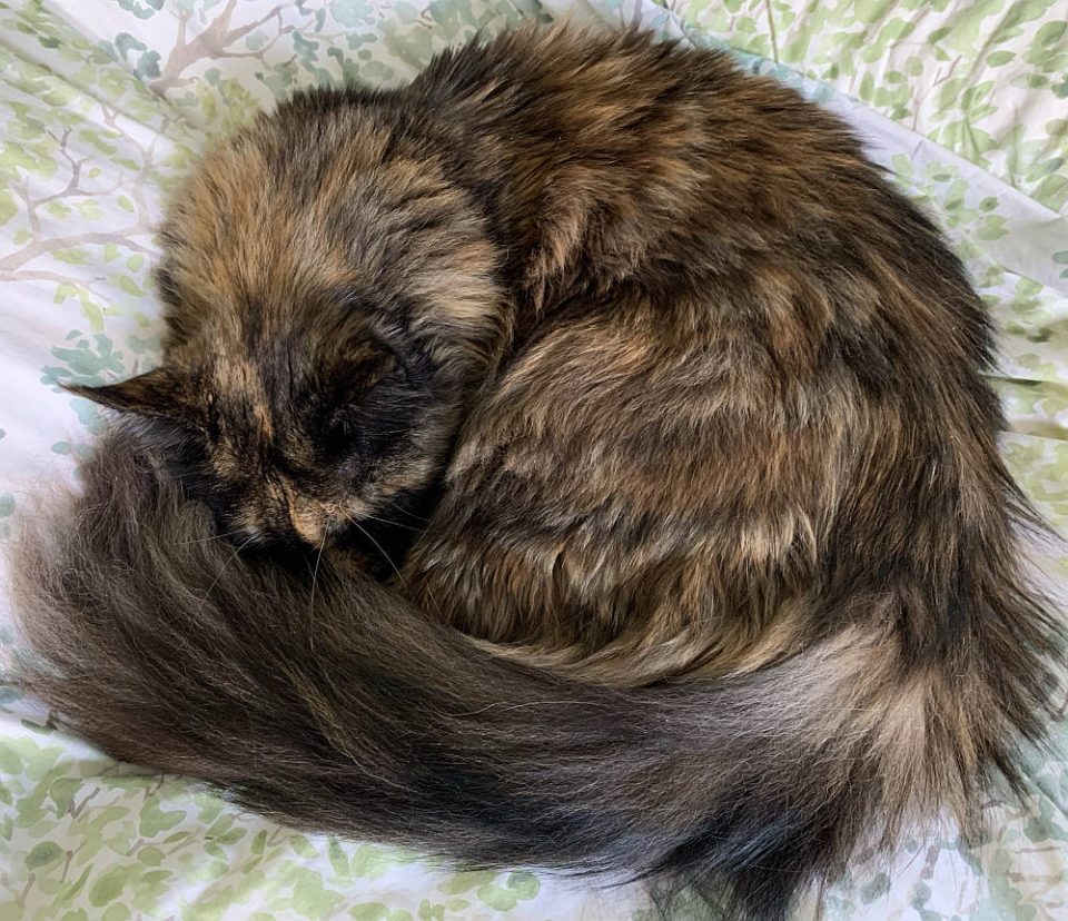 Why do Maine Coons have long tails? 3 essential reasons – petsKB