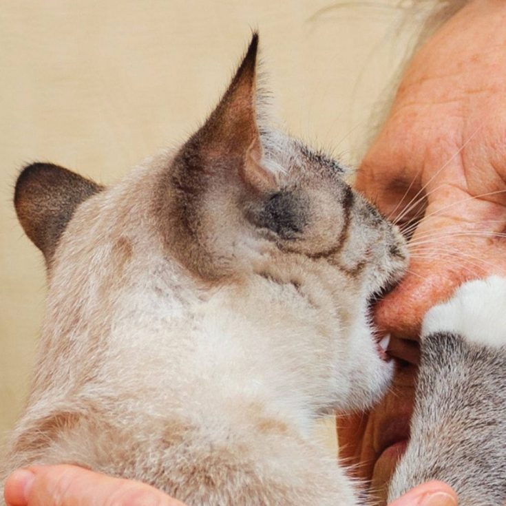 Cats – petsKB