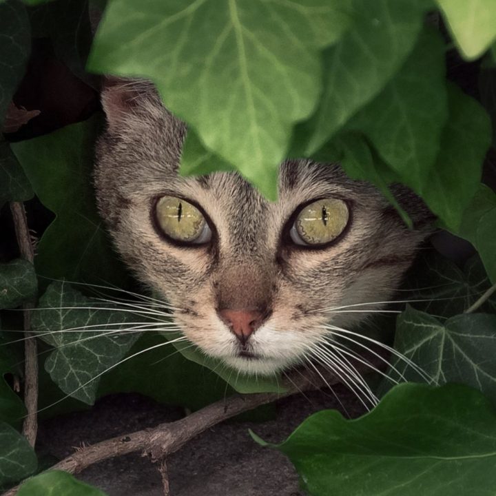 Signs of Cat Stress and Anxiety – petsKB