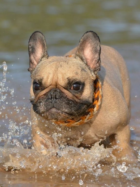 Fawn French Bulldog: facts and photos for Frenchie fans – petsKB