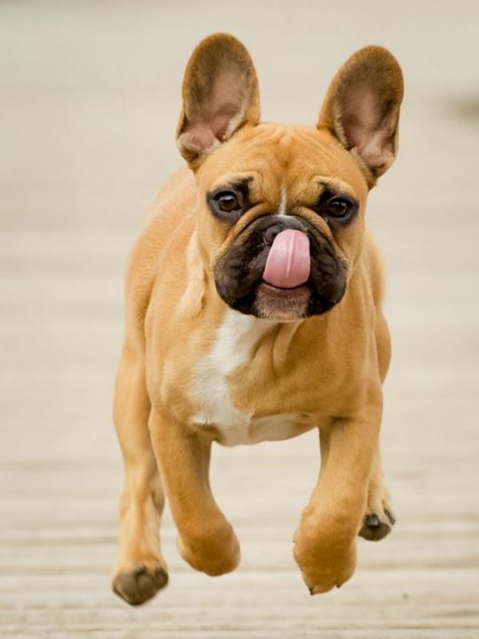 Fawn French Bulldog: facts and photos for Frenchie fans – petsKB