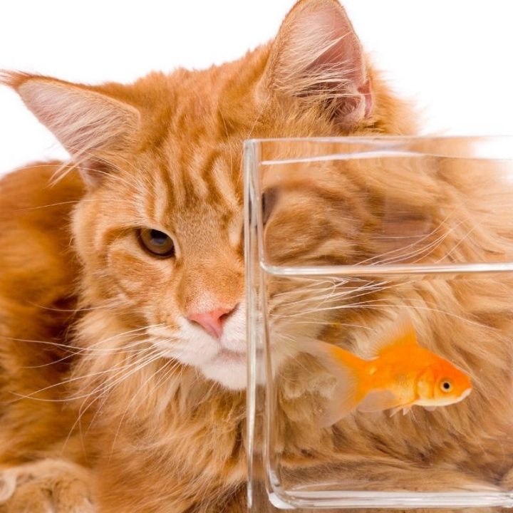 Orange Maine Coon Facts without the waffle! – petsKB