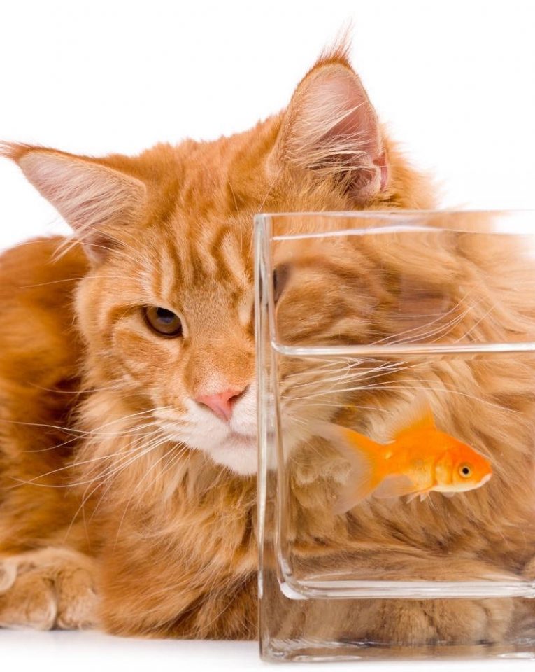 What are the rarest Maine Coon colors? – petsKB