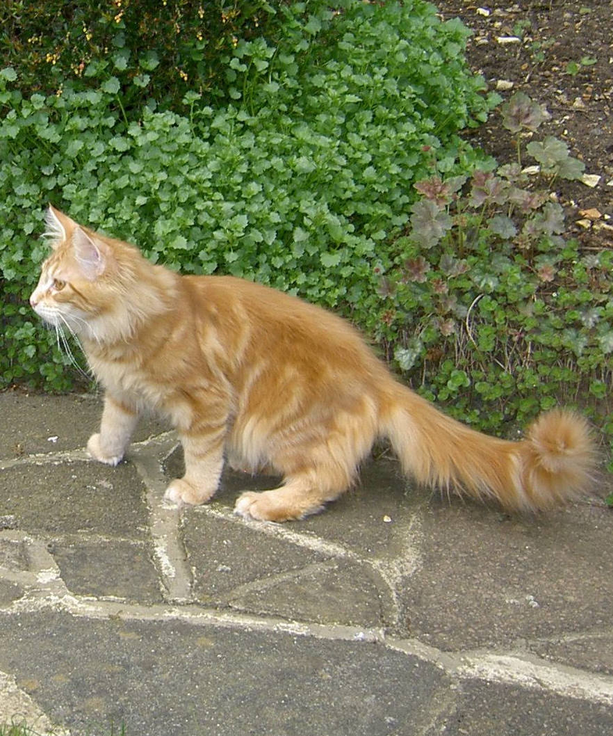 Orange Maine Coon Facts without the waffle! – petsKB