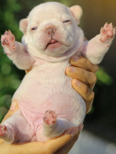 White French Bulldog: Coat types, health, facts, and photos – petsKB