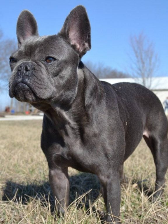 Grey French Bulldog: setting the facts straight – petsKB