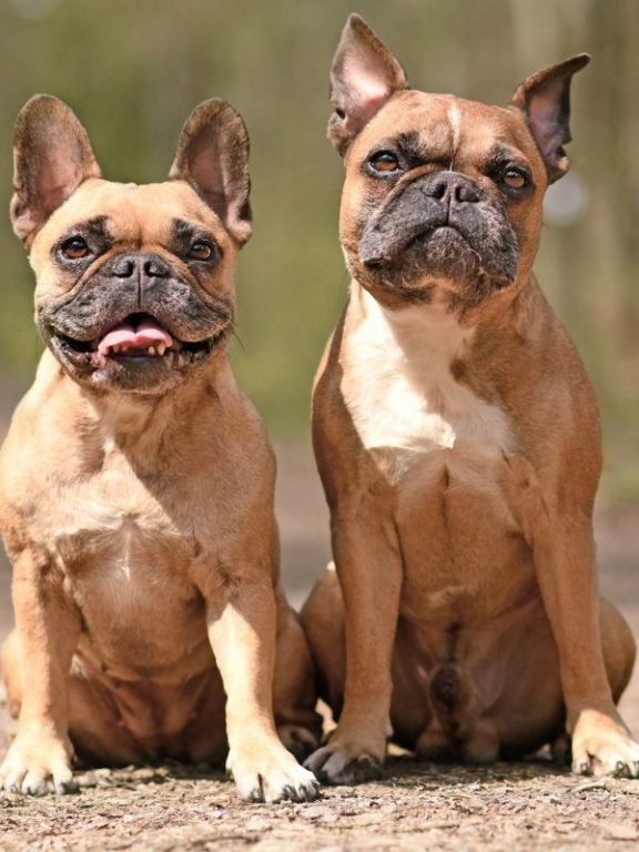 Fawn French Bulldog: facts and photos for Frenchie fans – petsKB