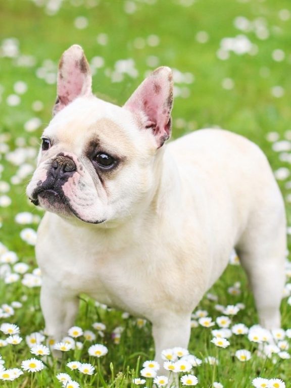 White French Bulldog: Coat types, health, facts, and photos – petsKB