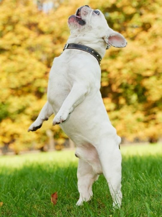 White French Bulldog: Coat types, health, facts, and photos – petsKB