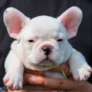 White French Bulldog: Coat types, health, facts, and photos – petsKB