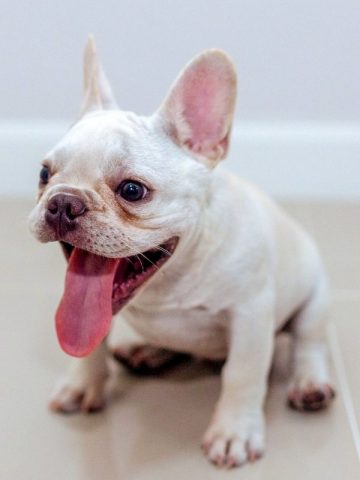 White French Bulldog: Coat types, health, facts, and photos – petsKB