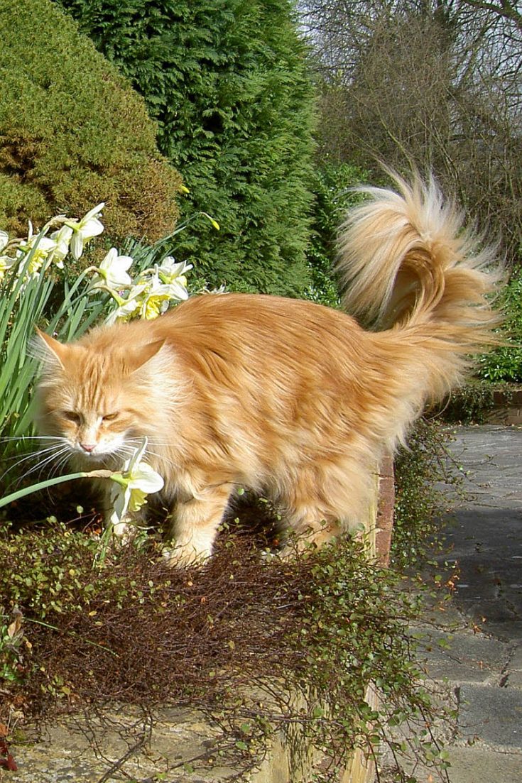 What are the rarest Maine Coon colors? – petsKB