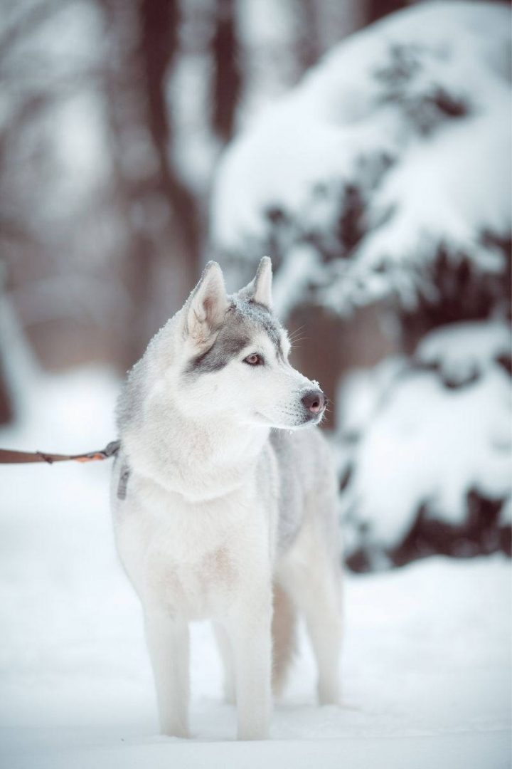 Do Huskies like the cold? Do they feel the cold? – petsKB