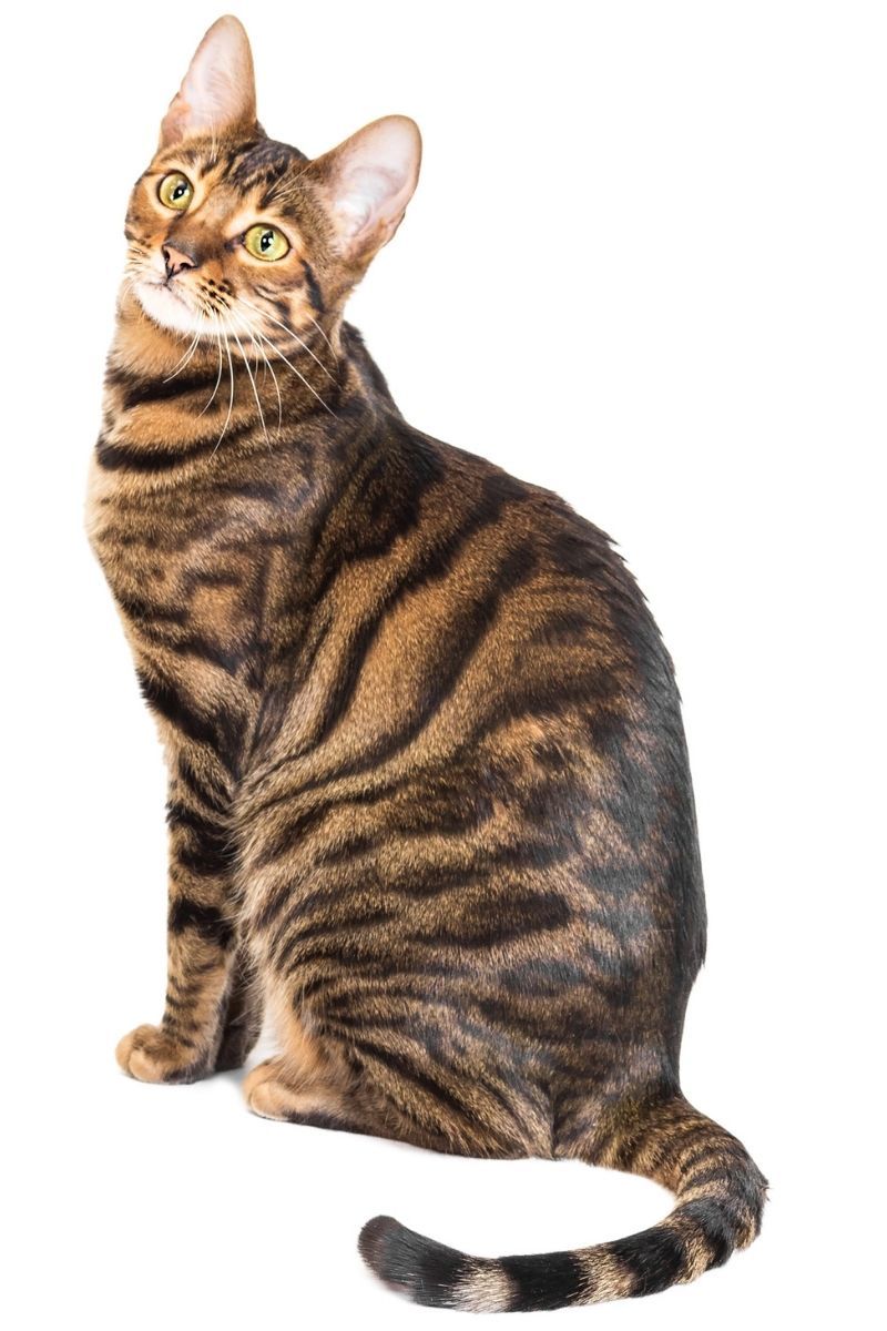 Tiger Cat Breeds: wild looking cats to keep at home – petsKB